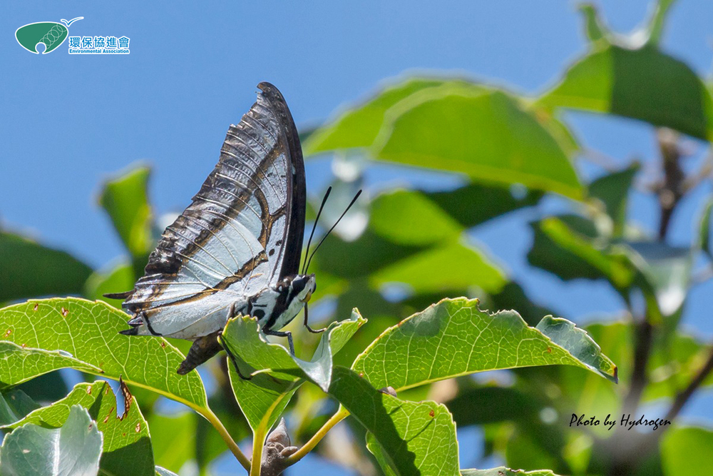 Seven butterfly species found in Hong Kong for the first time - Hong ...