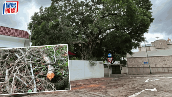 Typhoon Talim Causes Damage in Kowloon and the New Territories as Trees ...
